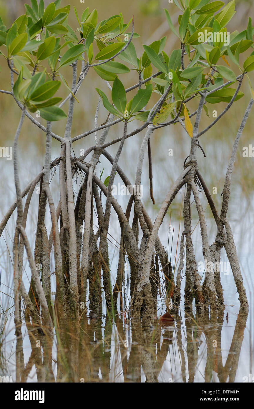 Stilt Roots Red Mangrove Rhizophora High Resolution Stock Photography ...