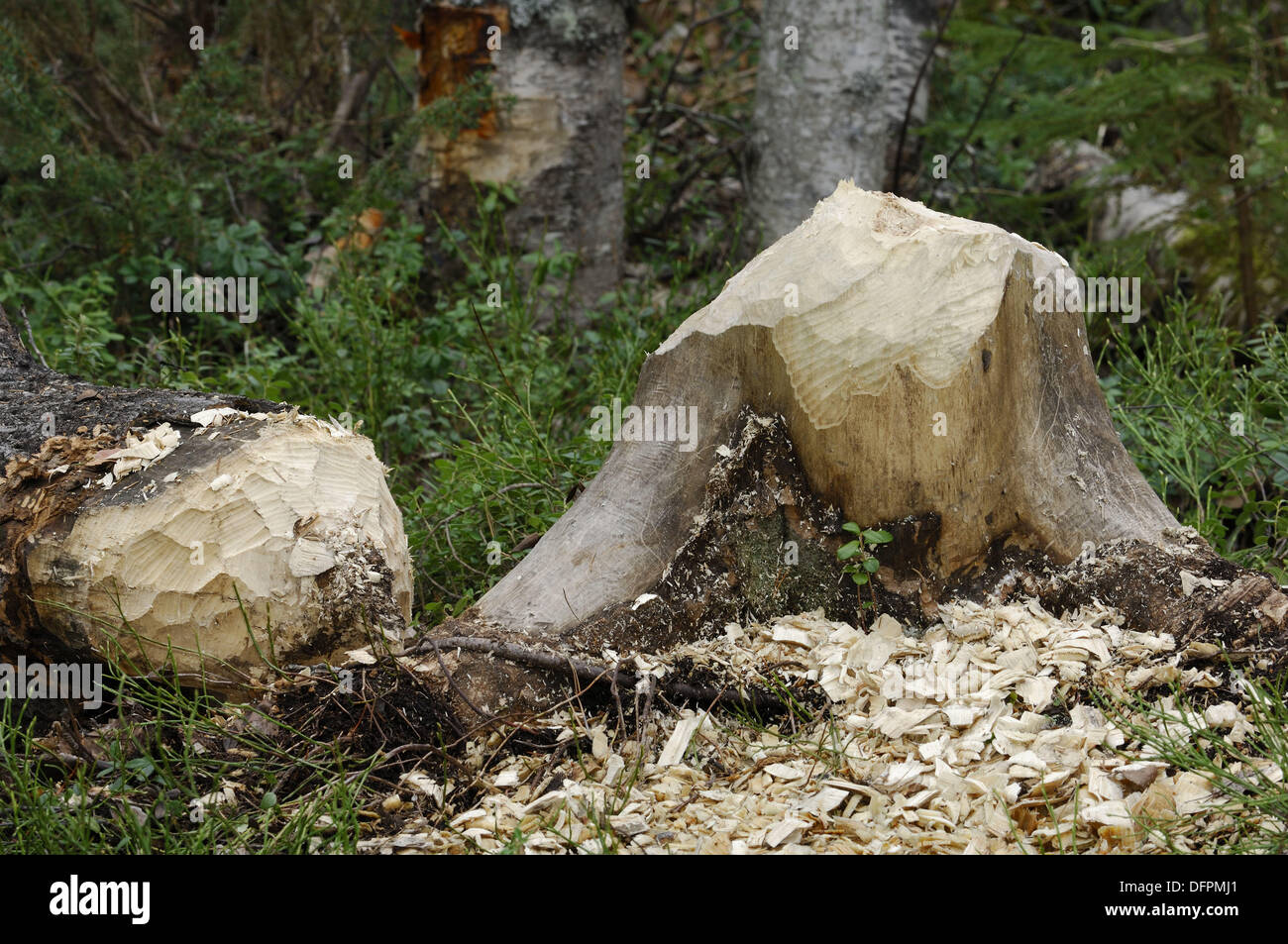 Beaver lumber hi-res stock photography and images - Alamy