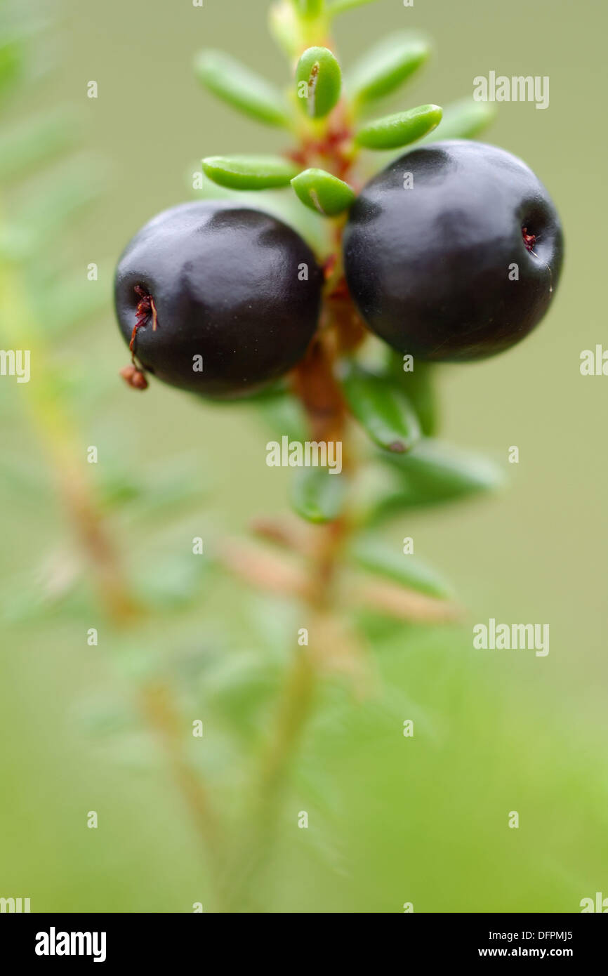 Black Crowberry High Resolution Stock Photography and Images - Alamy