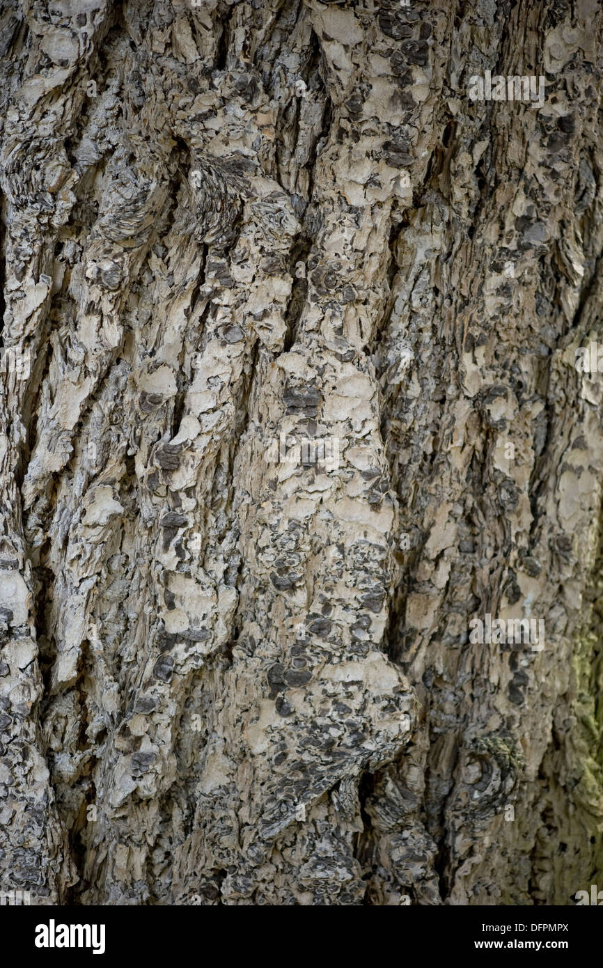 Douglas fir bark pseudotsuga menziesii hi-res stock photography and ...