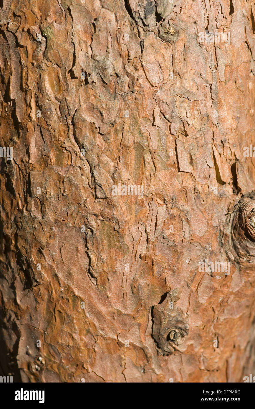 scots pine, pinus sylvestris Stock Photo - Alamy