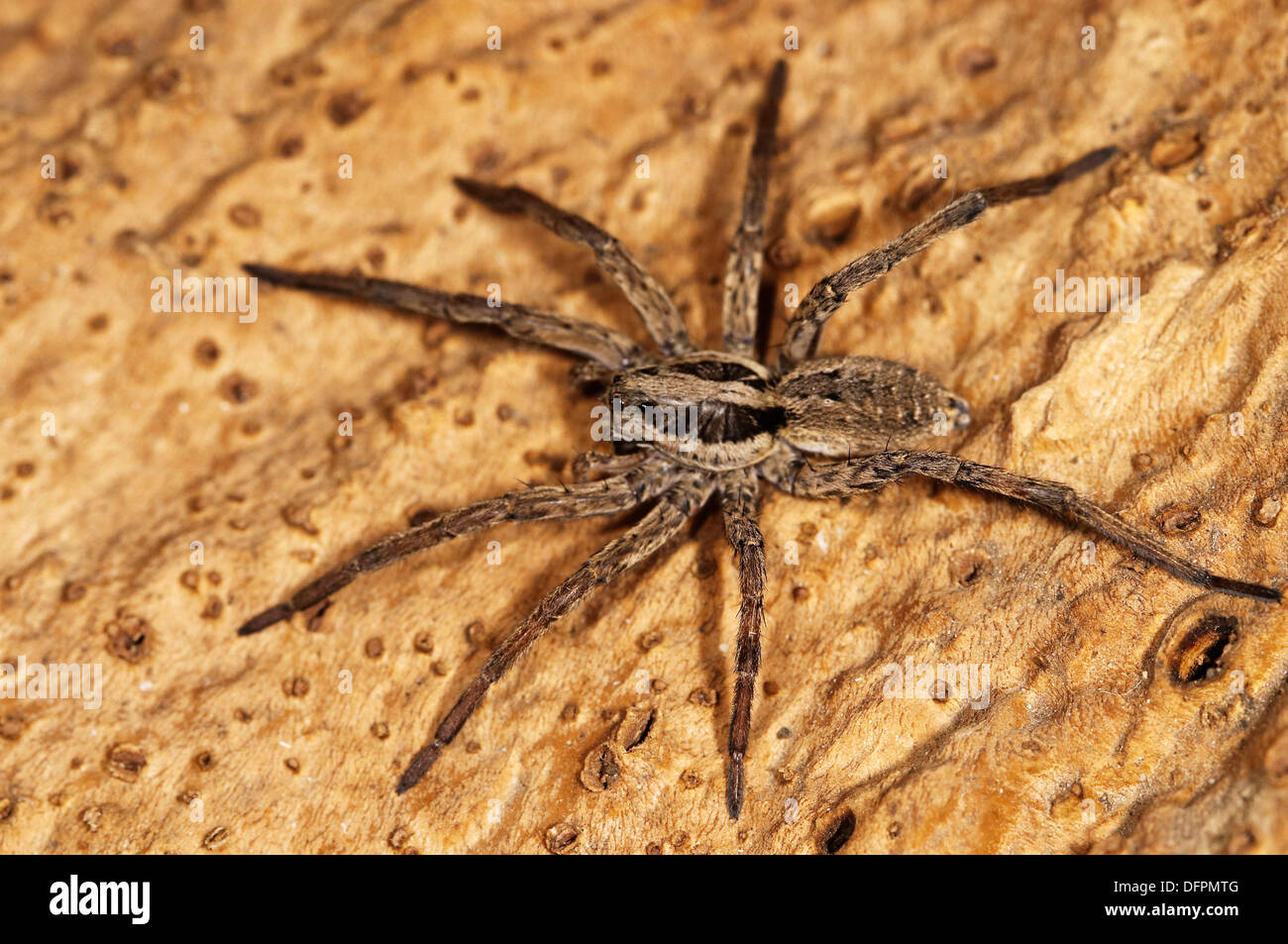 Hogna radiata hi-res stock photography and images - Alamy