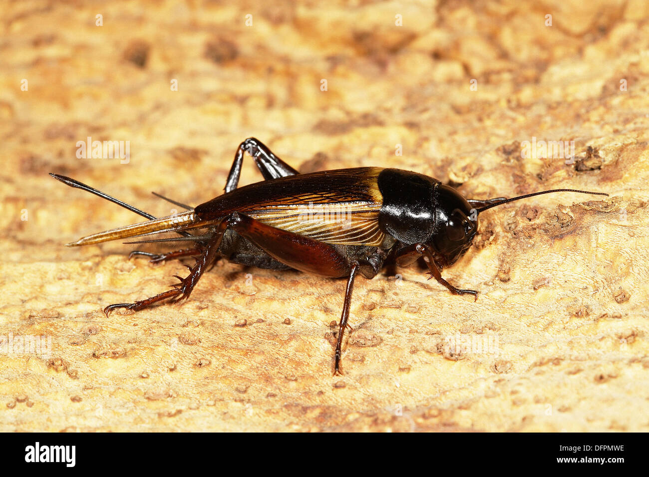 Campestris field cricket hi-res stock photography and images - Alamy