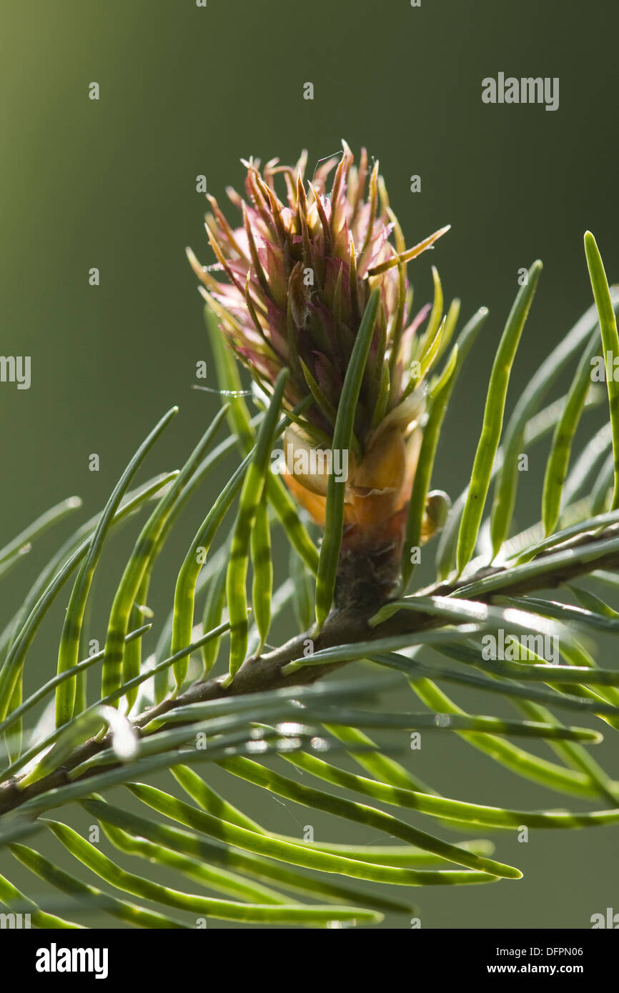 Douglas fir spruce hi-res stock photography and images - Alamy