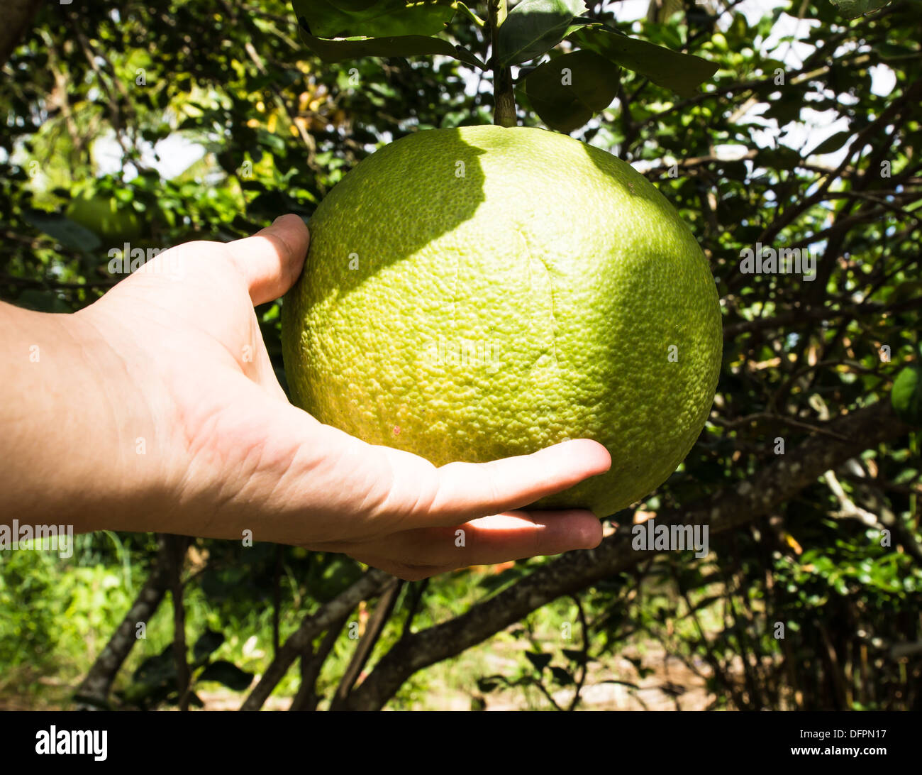 Green pomelo fruit and Hand Stock Photo - Alamy