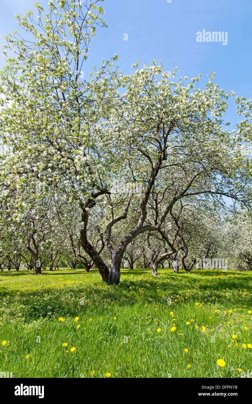 Branch of a blossoming tree with beautiful flowers Stock Photo - Alamy