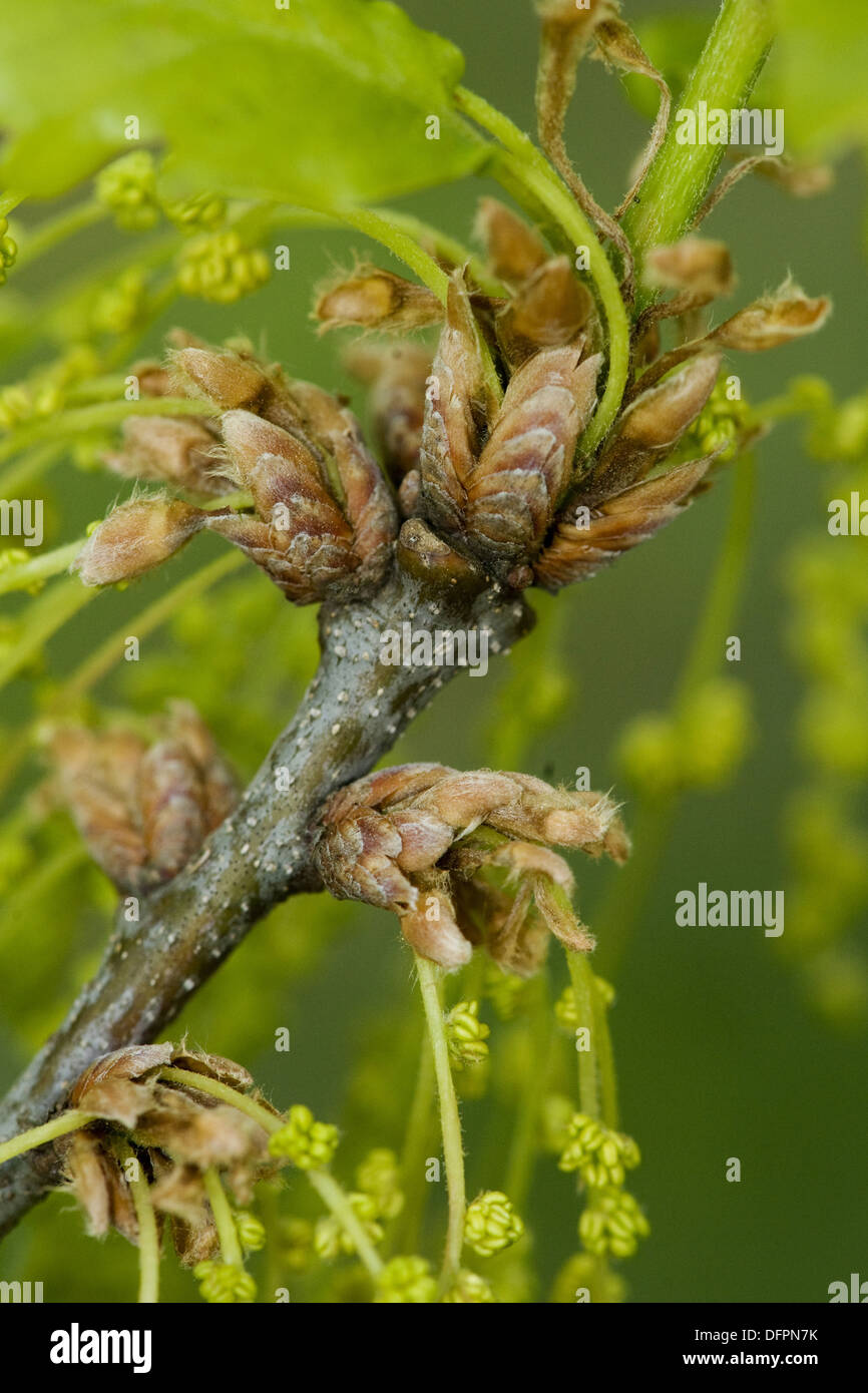 sessile oak, quercus petraea Stock Photo - Alamy