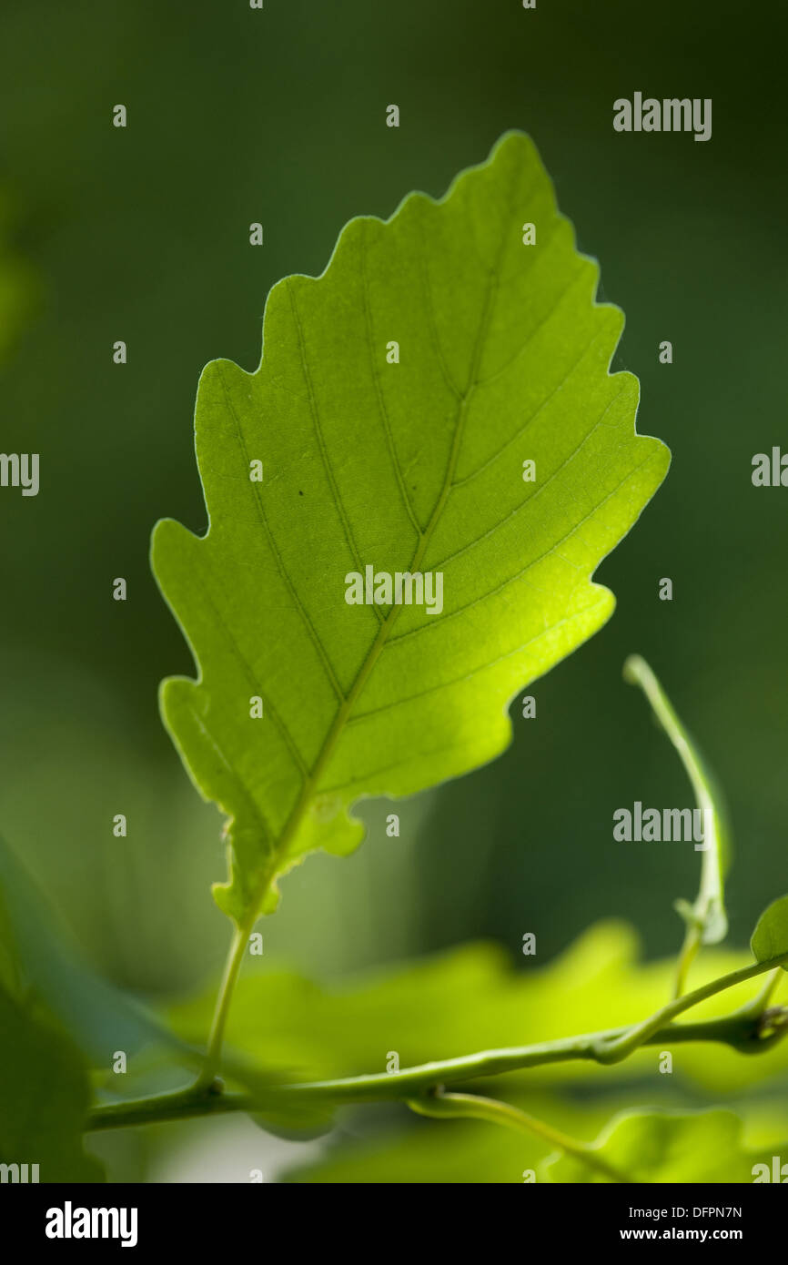 sessile oak, quercus petraea Stock Photo - Alamy