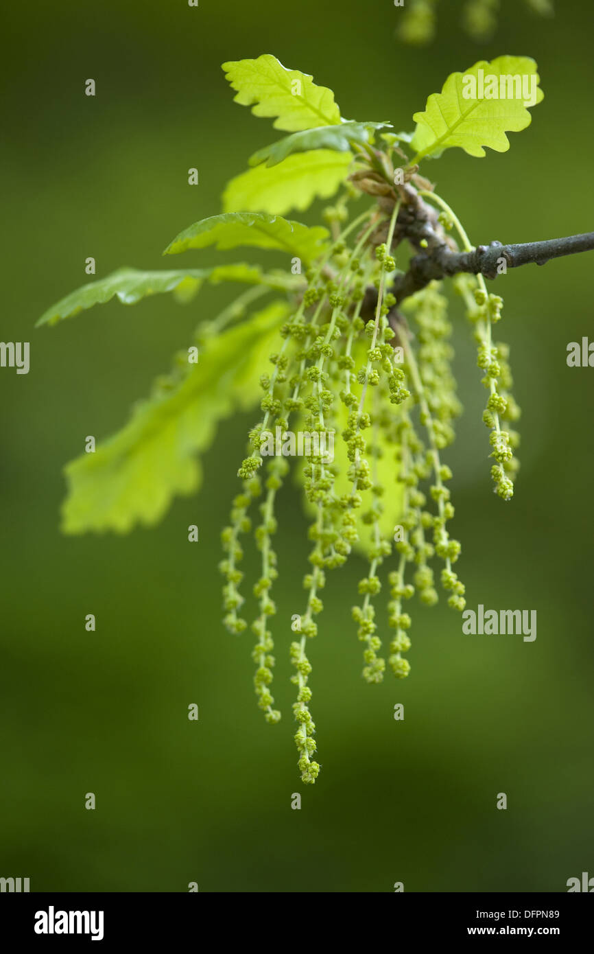 sessile oak, quercus petraea Stock Photo - Alamy