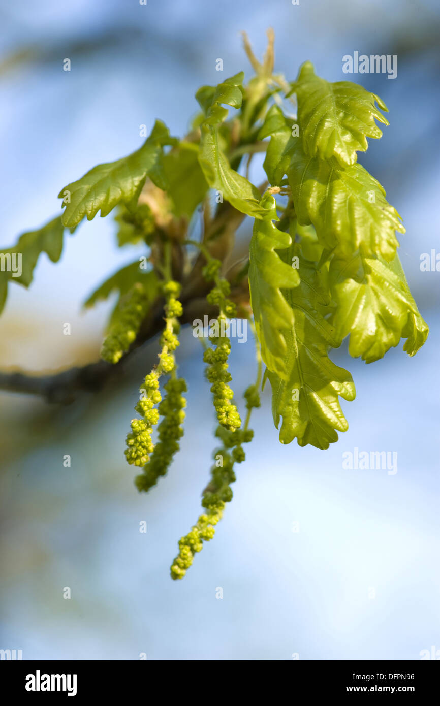 sessile oak, quercus petraea Stock Photo - Alamy