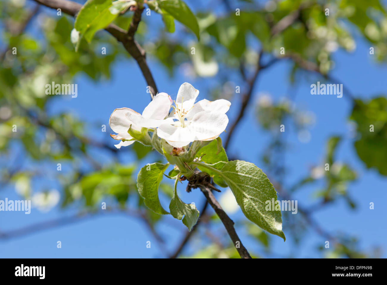 Branch of a blossoming tree with beautiful flowers Stock Photo - Alamy