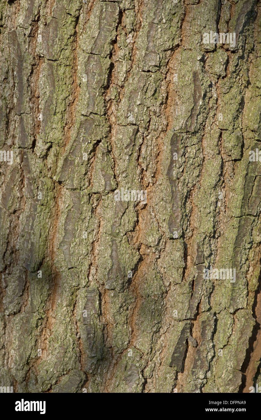 sessile oak, quercus petraea Stock Photo - Alamy