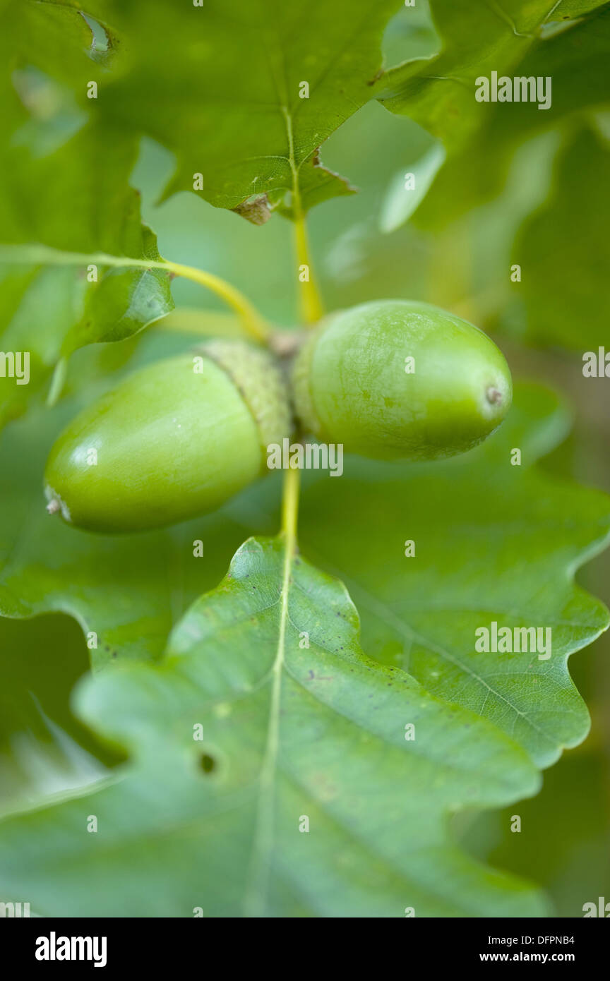 sessile oak, quercus petraea Stock Photo - Alamy
