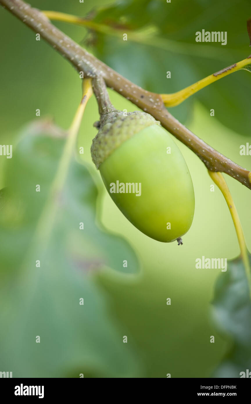 sessile oak, quercus petraea Stock Photo - Alamy