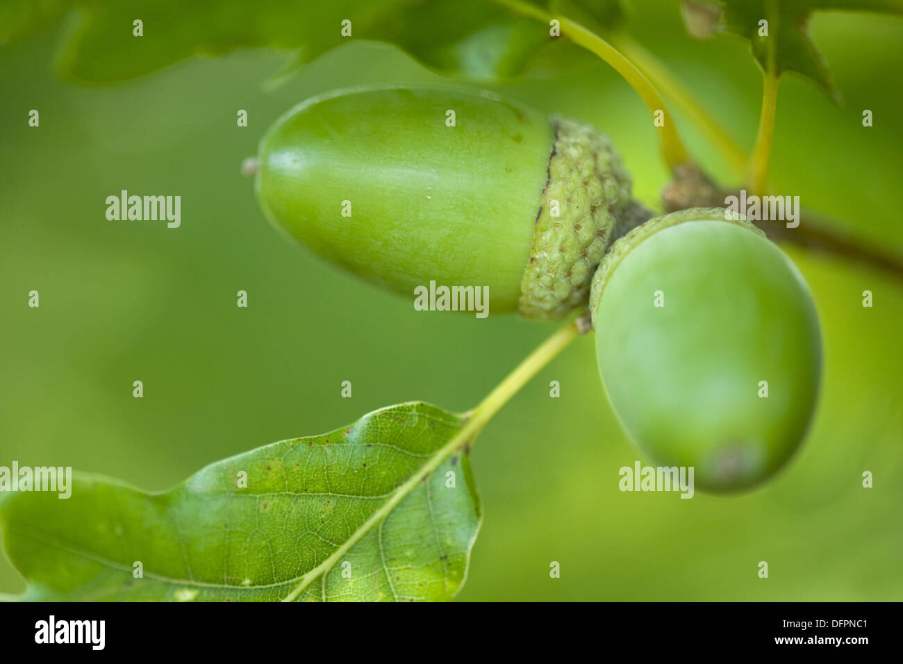 sessile oak, quercus petraea Stock Photo - Alamy