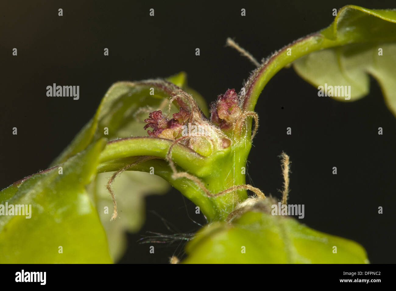 sessile oak, quercus petraea Stock Photo - Alamy