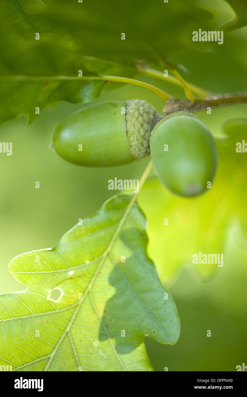 sessile oak, quercus petraea Stock Photo - Alamy