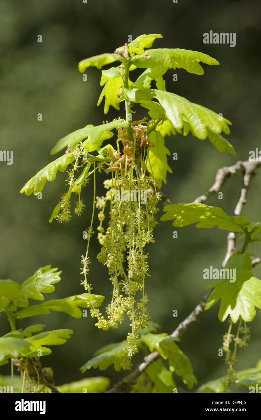 Flowering common oak pedunculate quercus hi-res stock photography and ...