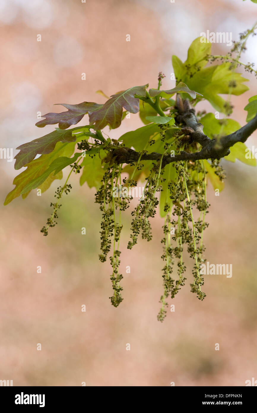 Quercus robur hi-res stock photography and images - Alamy