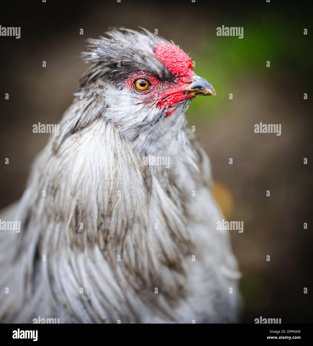 Portrait of a grey cockerel Stock Photo - Alamy