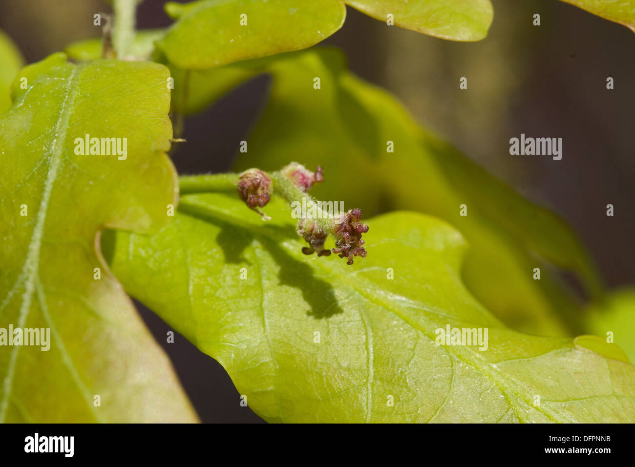Quercus robur flower hi-res stock photography and images - Alamy
