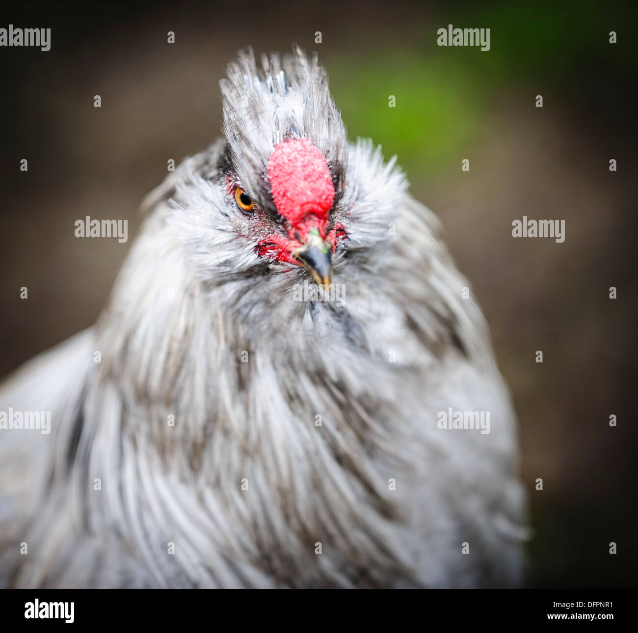 Portrait of a grey cockerel Stock Photo - Alamy