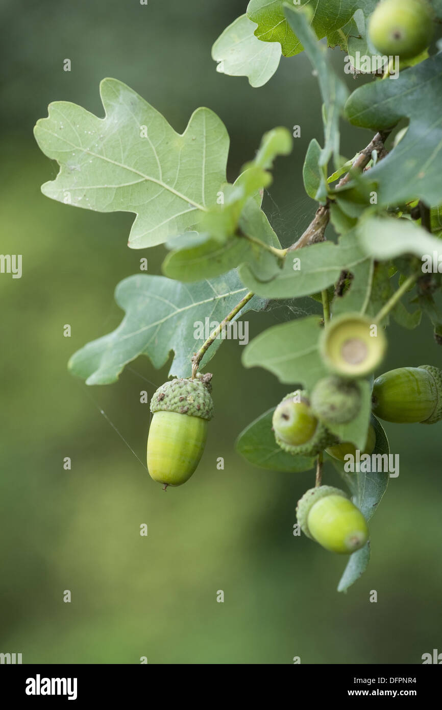 Quercus robur hi-res stock photography and images - Alamy