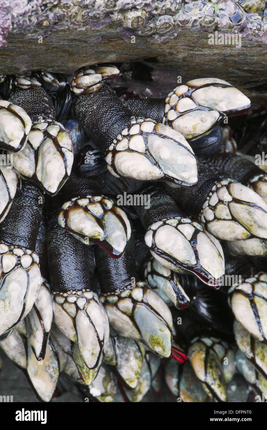 Barnacles Pollicipes Cornucopia Galicia High Resolution Stock ...