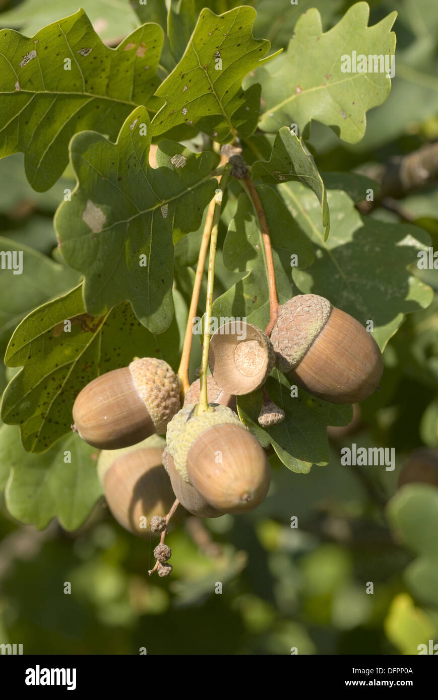 common oak, quercus robur Stock Photo - Alamy