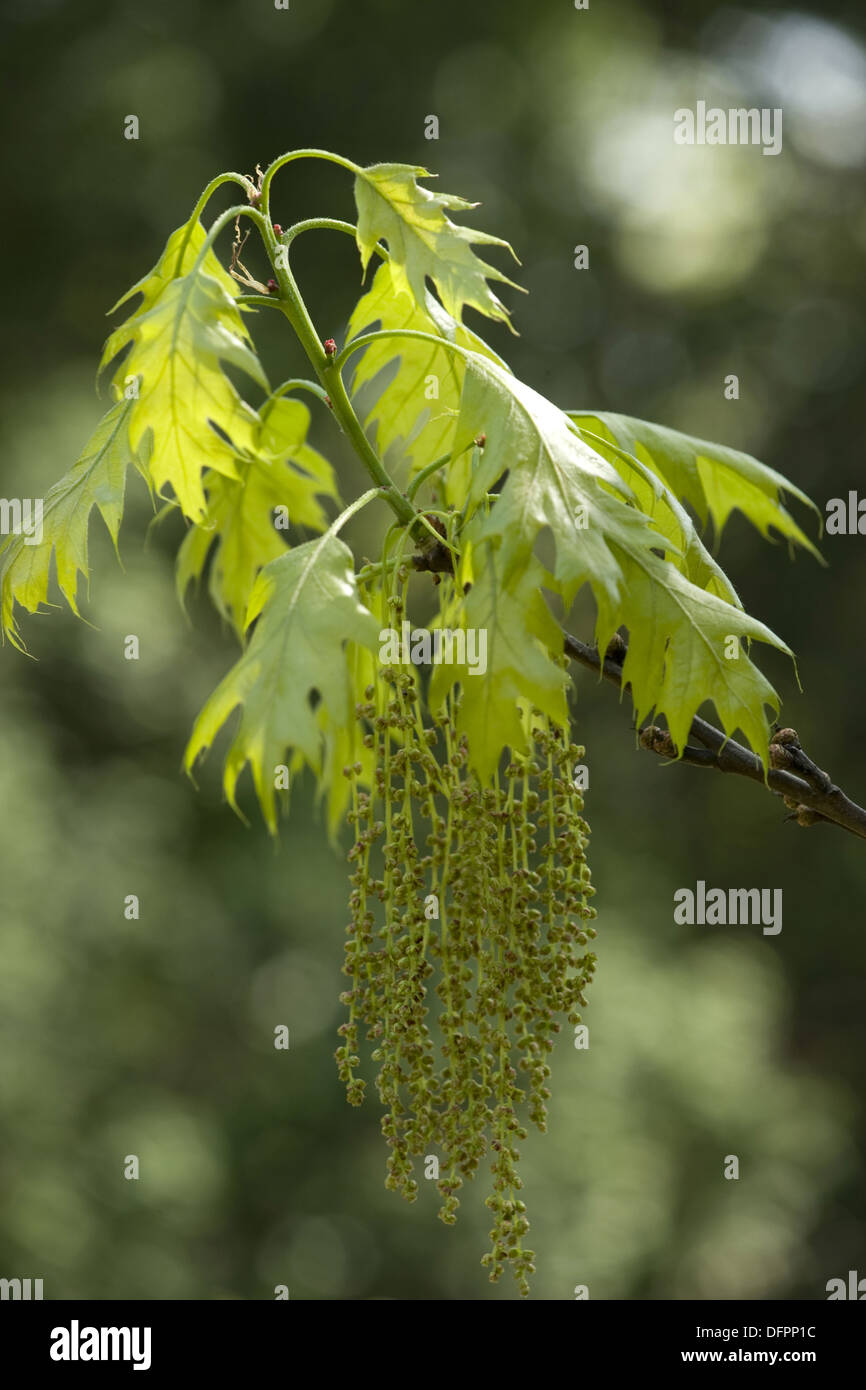 Quercus Rubra Flower
