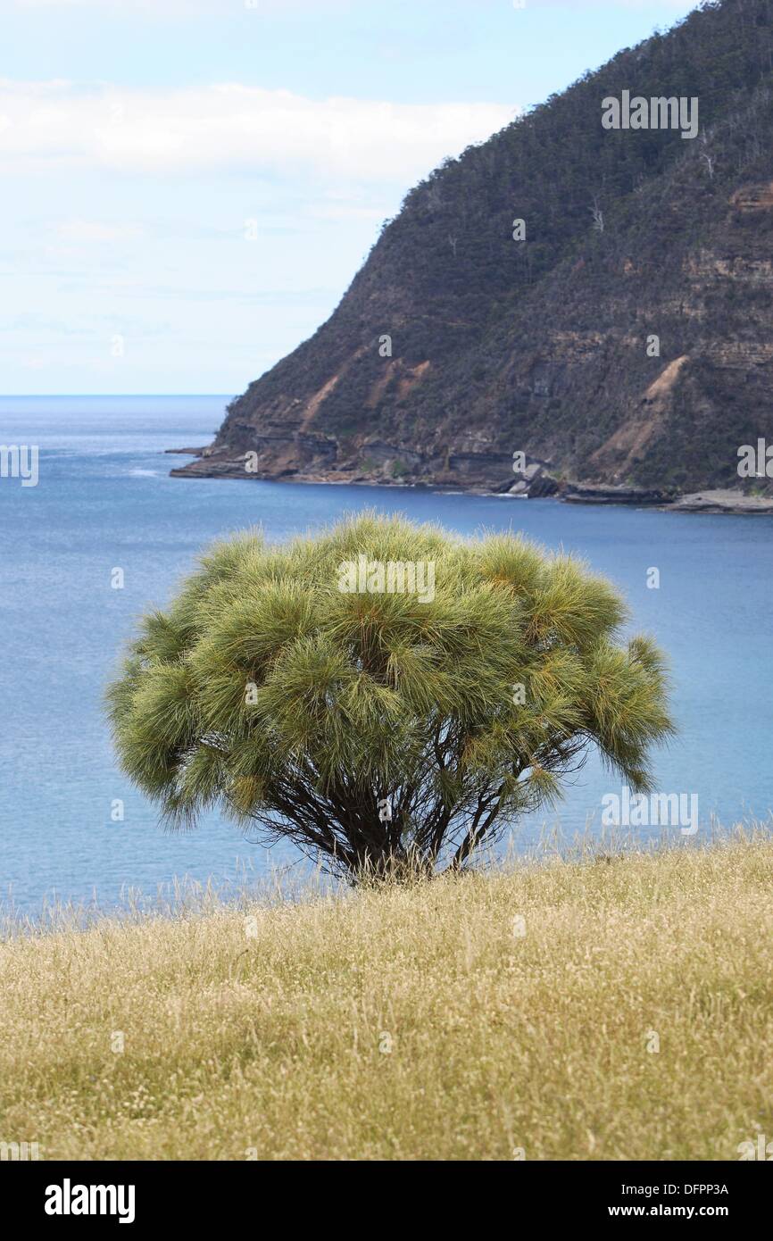 Casuarina tree hi-res stock photography and images - Alamy