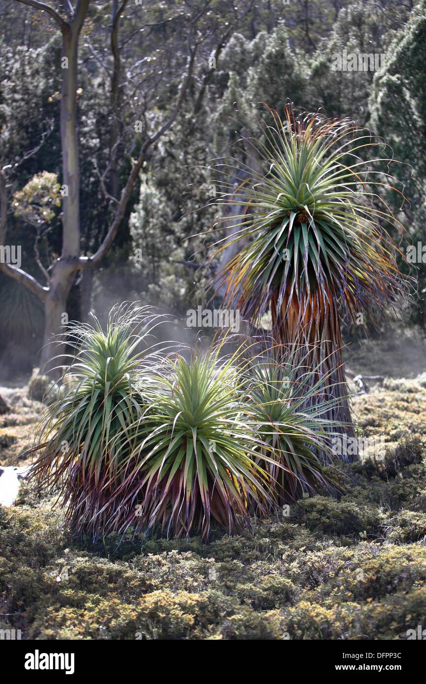 Pandani plant hi-res stock photography and images - Alamy