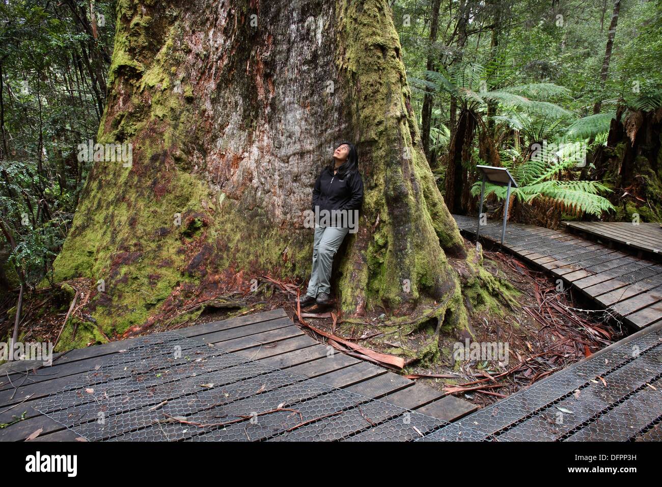 Giant swamp gum eucalyptus regnans hi-res stock photography and images ...