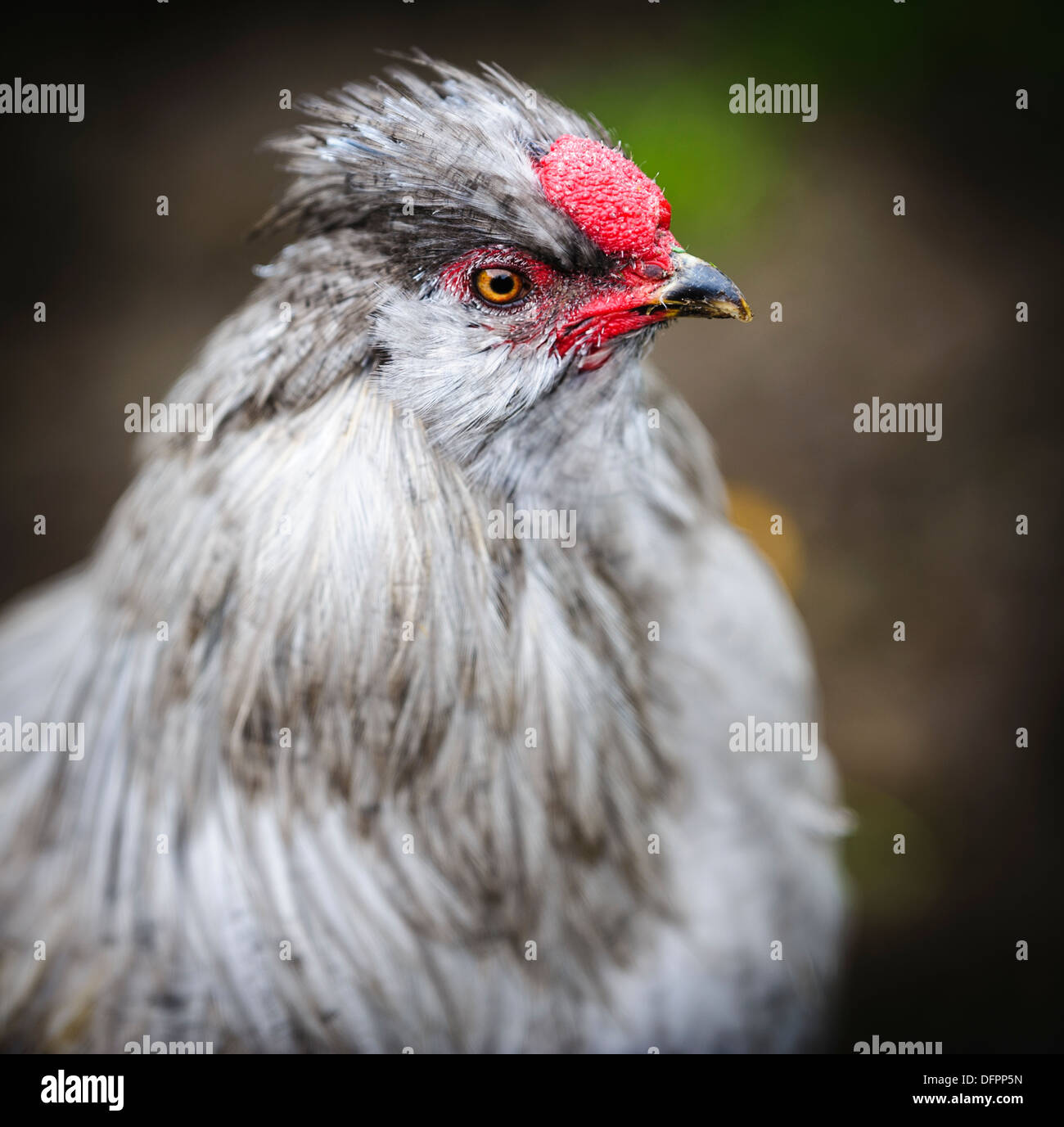 Portrait of a grey cockerel Stock Photo - Alamy