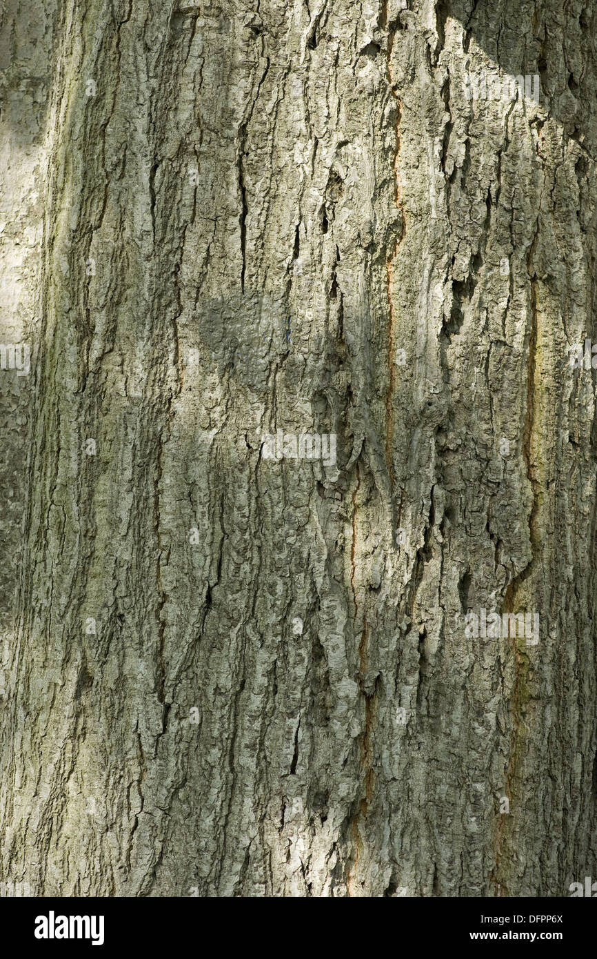 Northern red oak hi-res stock photography and images - Alamy