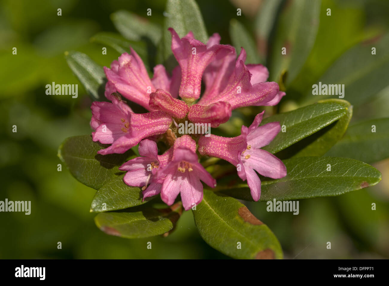 rusty-leaved alpenrose, rhododendron ferrugineum Stock Photo - Alamy