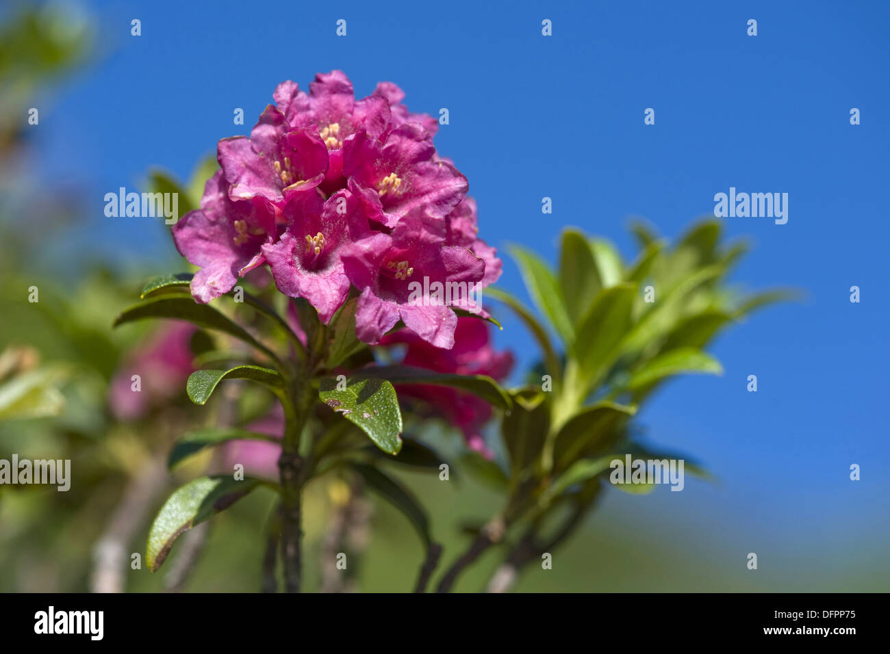 rusty-leaved alpenrose, rhododendron ferrugineum Stock Photo - Alamy