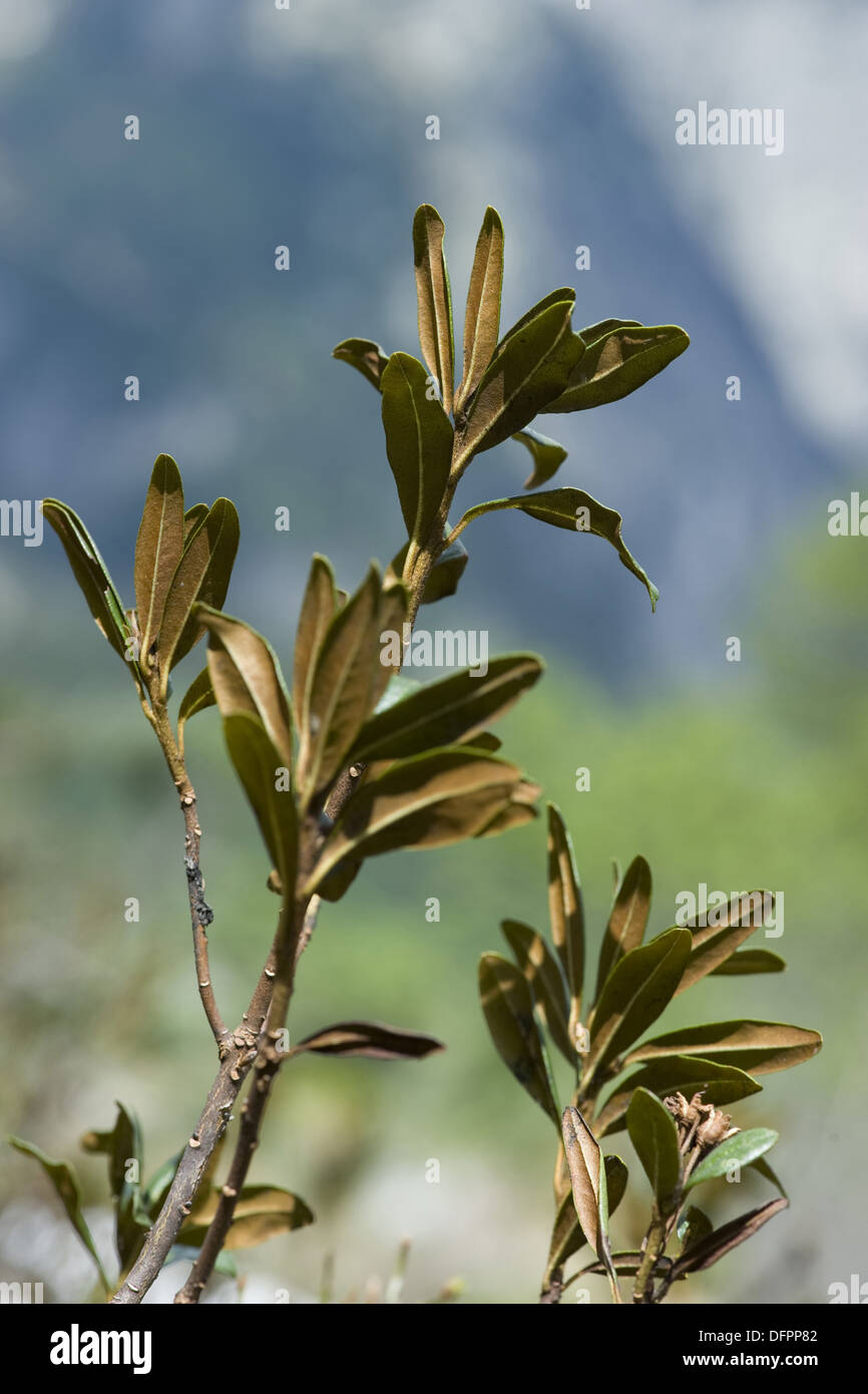 rusty-leaved alpenrose, rhododendron ferrugineum Stock Photo - Alamy