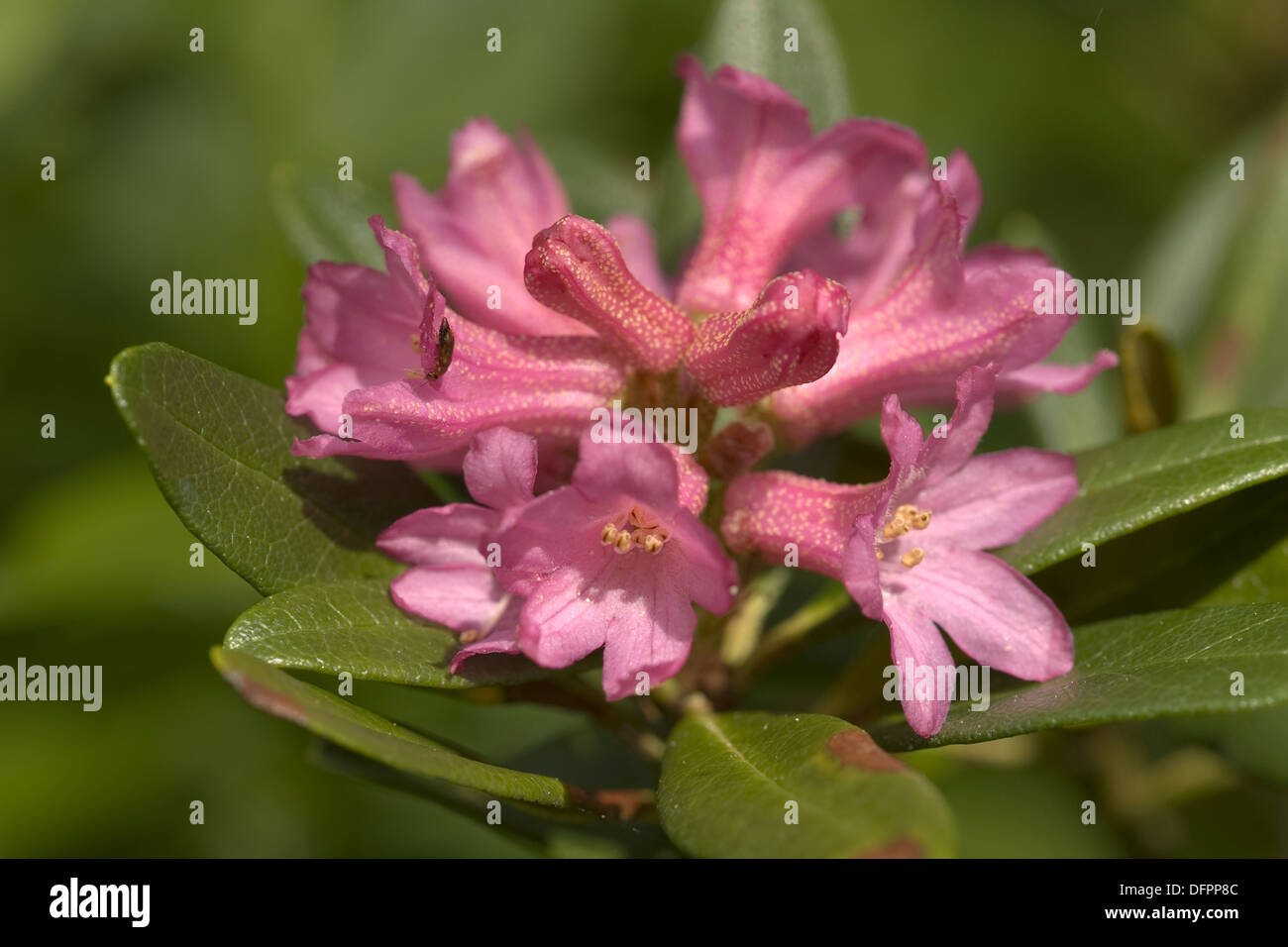 rusty-leaved alpenrose, rhododendron ferrugineum Stock Photo - Alamy