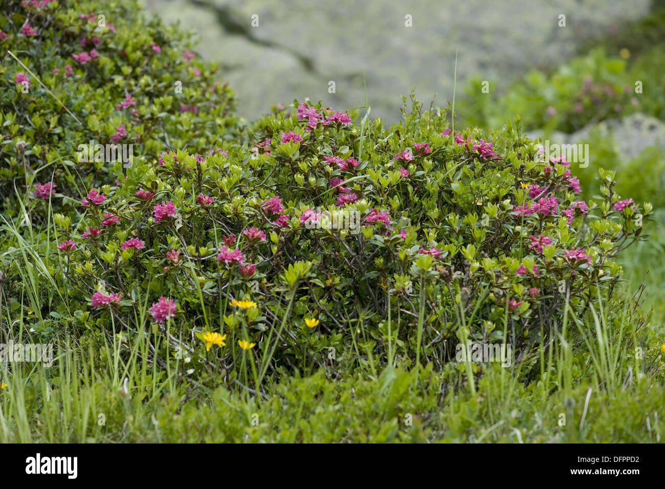 rusty-leaved alpenrose, rhododendron ferrugineum Stock Photo - Alamy
