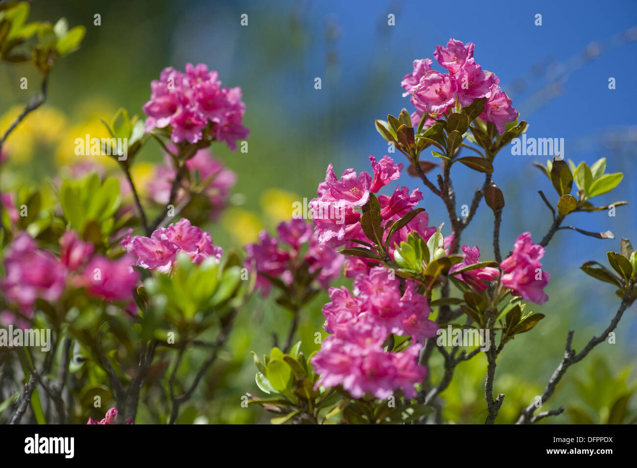 rusty-leaved alpenrose, rhododendron ferrugineum Stock Photo - Alamy