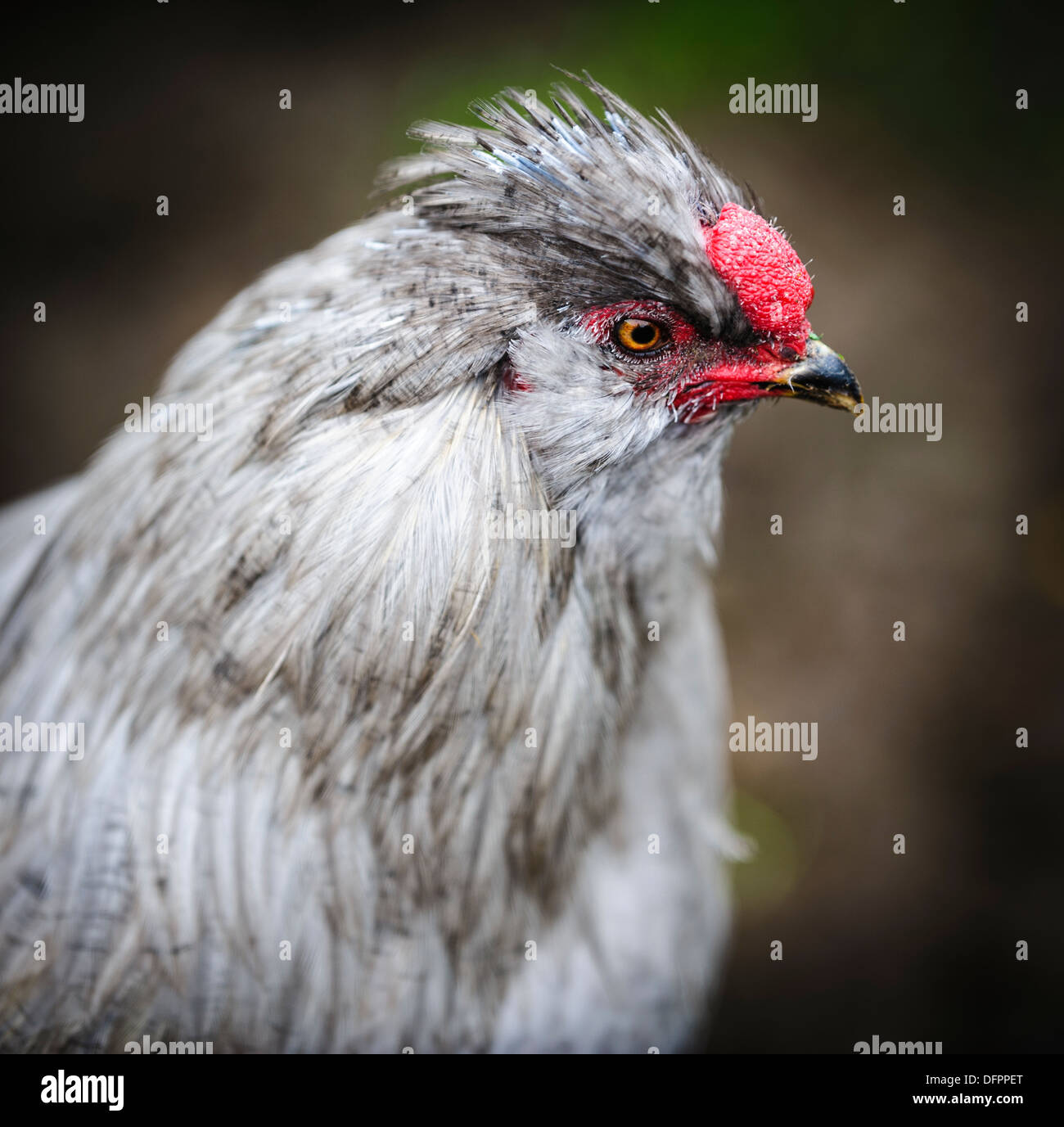 Portrait of a grey cockerel Stock Photo - Alamy