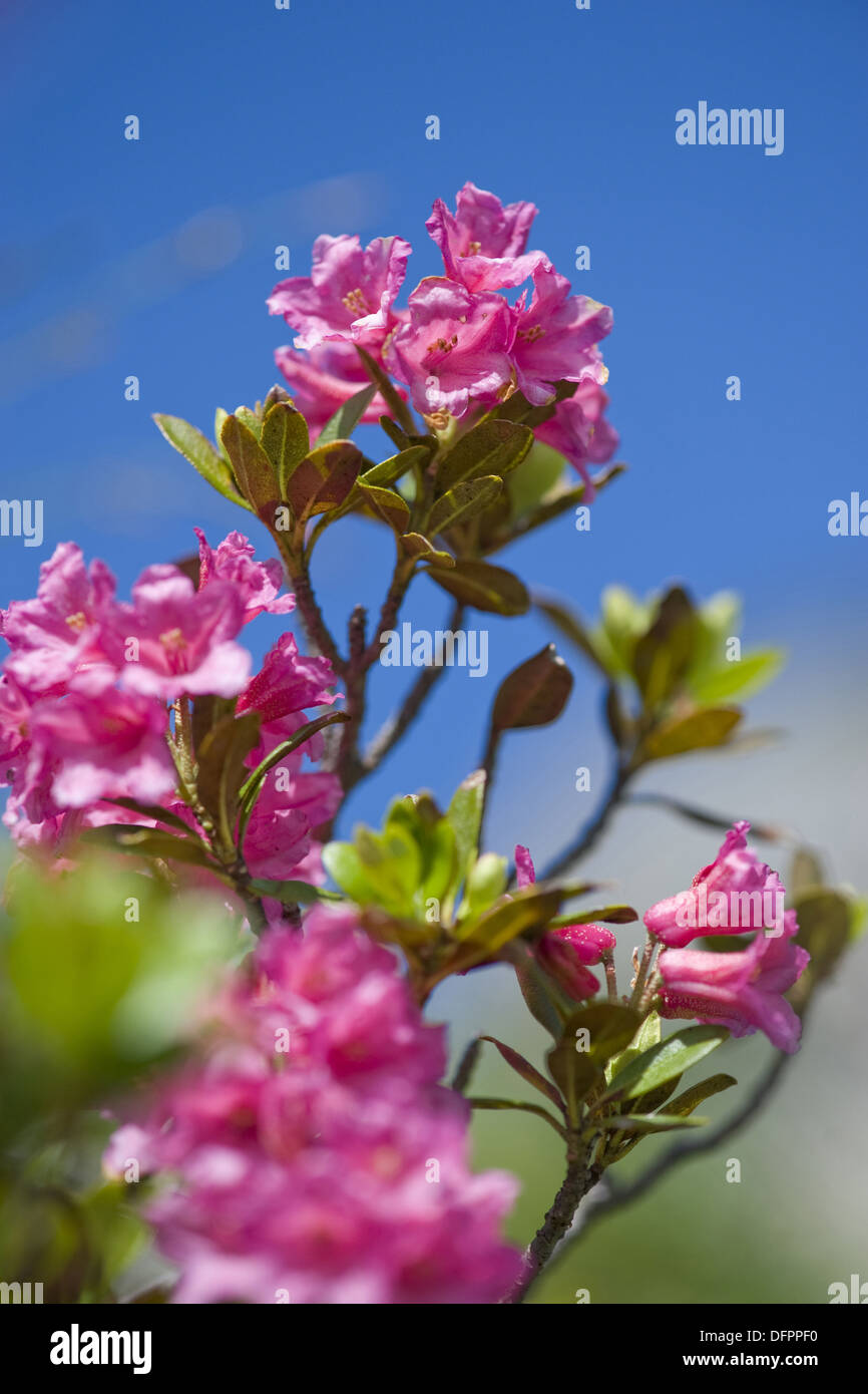 rusty-leaved alpenrose, rhododendron ferrugineum Stock Photo - Alamy