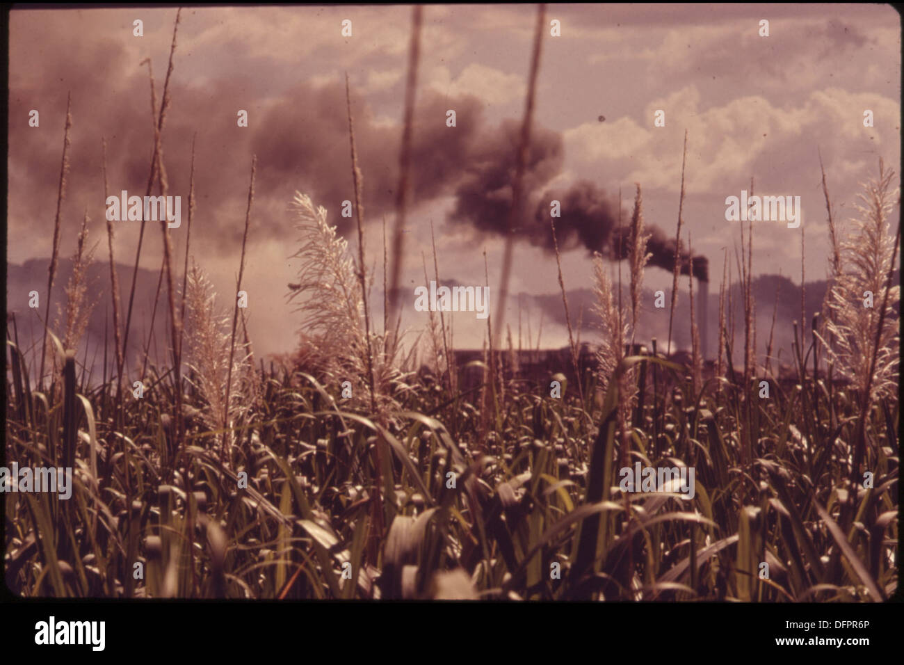A sugar cane field and refinery, depicting the process of sugar ...