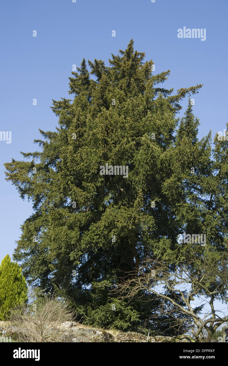 European yew hi-res stock photography and images - Alamy