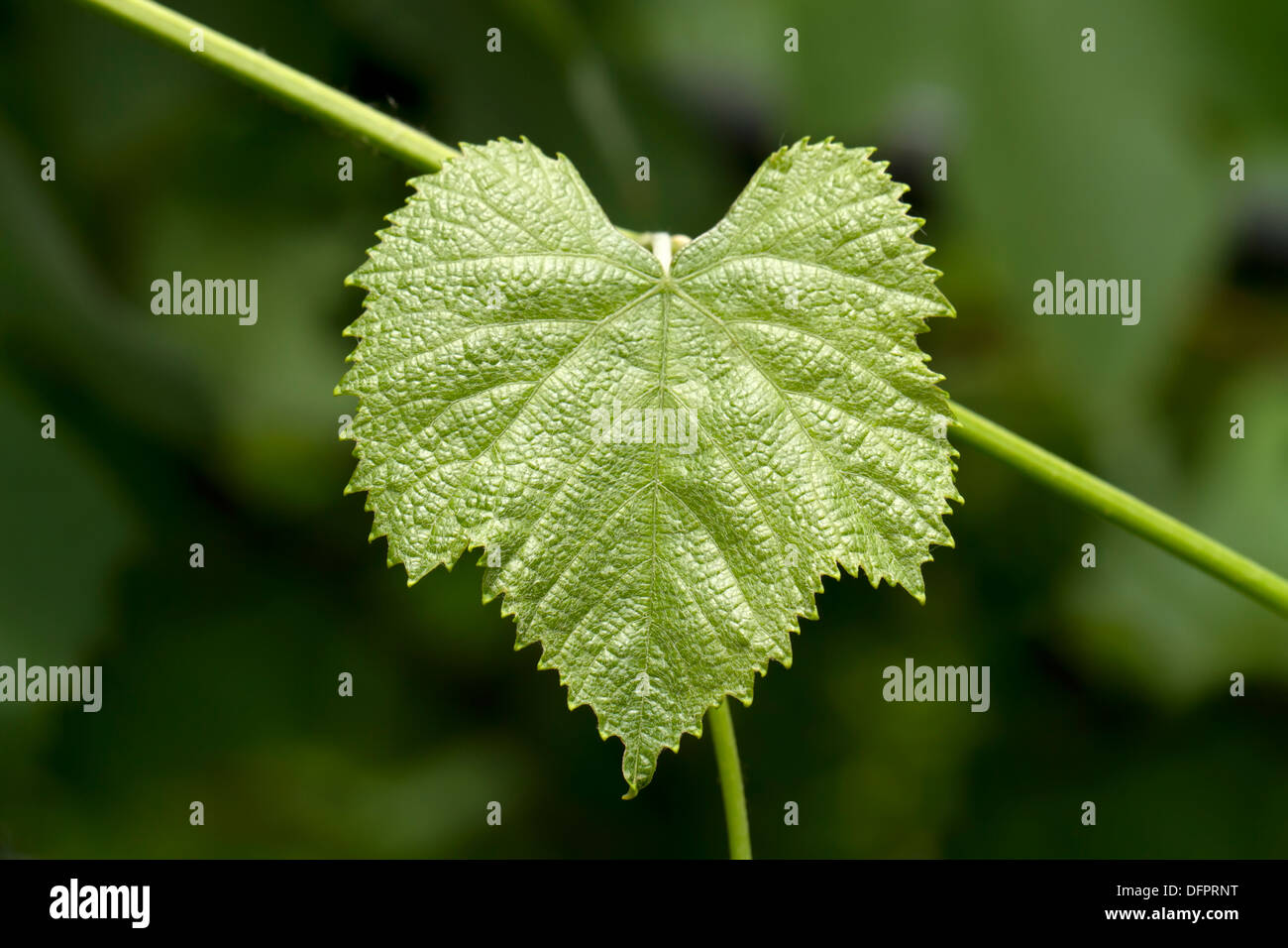 green grape leaf Stock Photo - Alamy