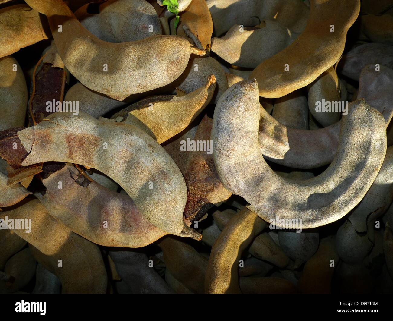Tamarind Tree Tamarindus Indica High Resolution Stock Photography and ...