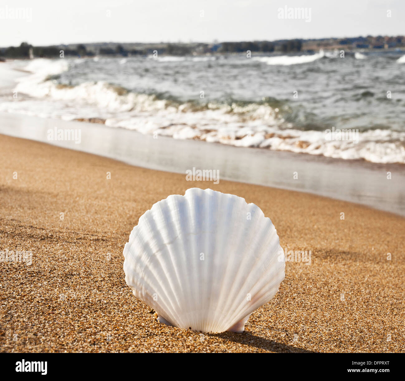A white shell on the beach water front Stock Photo - Alamy