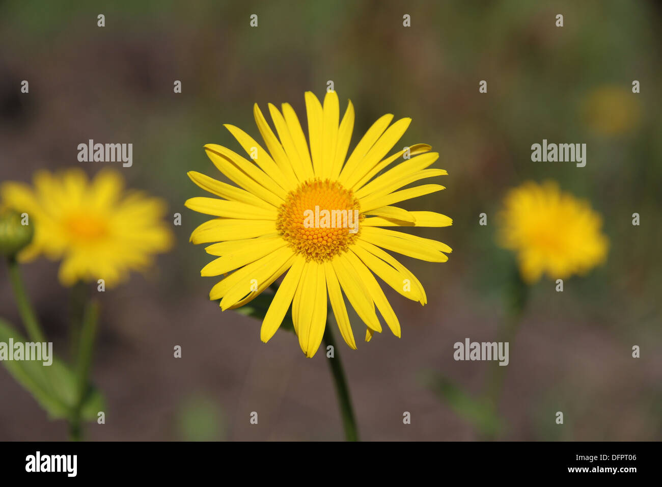Chamomile image hi-res stock photography and images - Alamy