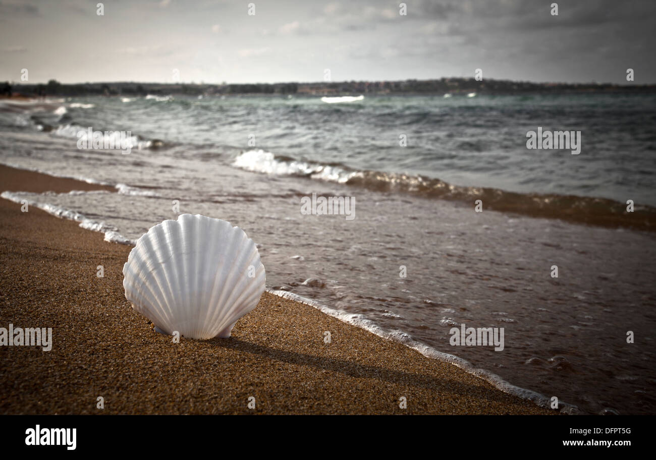 A white shell on the beach water front Stock Photo - Alamy